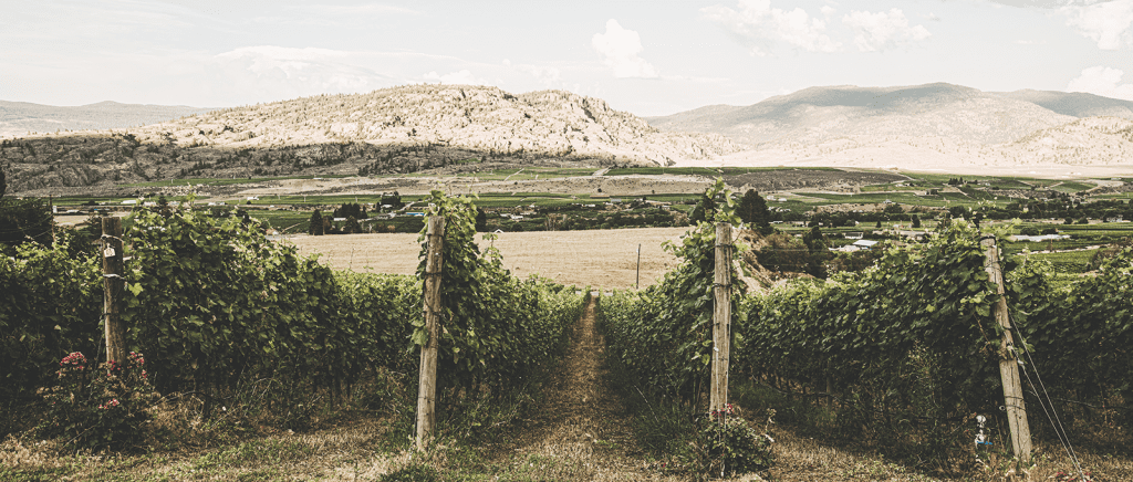 Home - Road 13 Vineyards