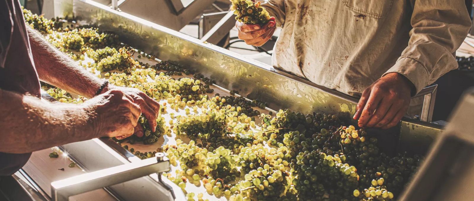 Our Winemaking - Road 13 Vineyards